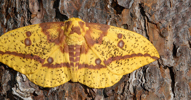 Rare Invertebrate Conservation | Mass.gov