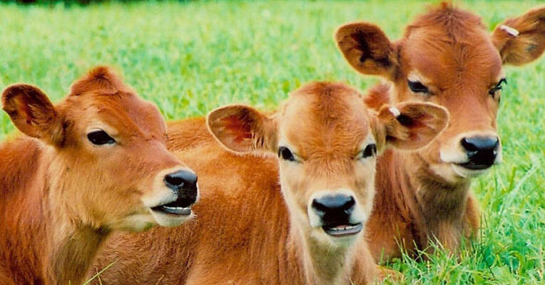 Massachusetts Agricultural Fairs Program | Mass.gov