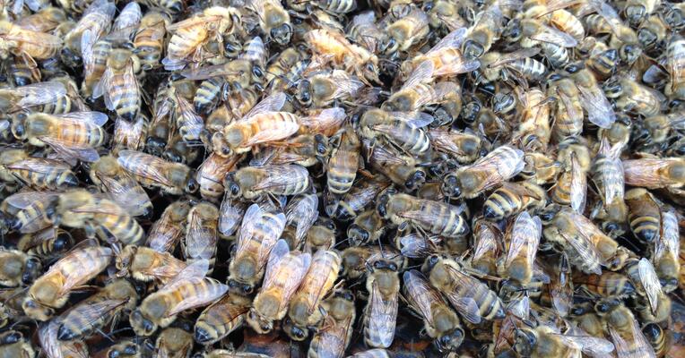 Apiary Program (honey bees) | Mass.gov