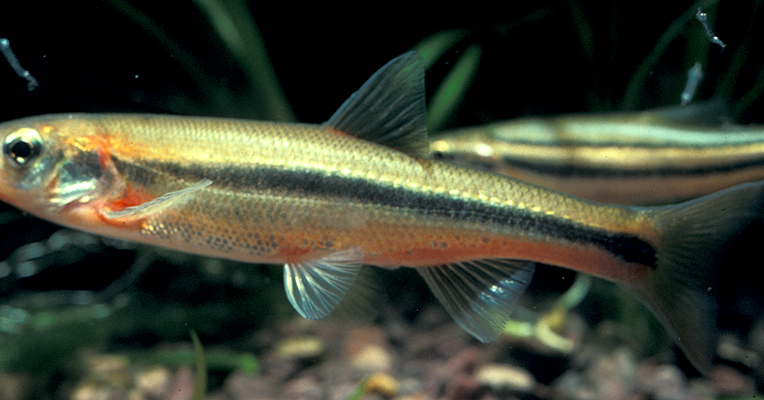 Freshwater Fish Conservation in Massachusetts | Mass.gov