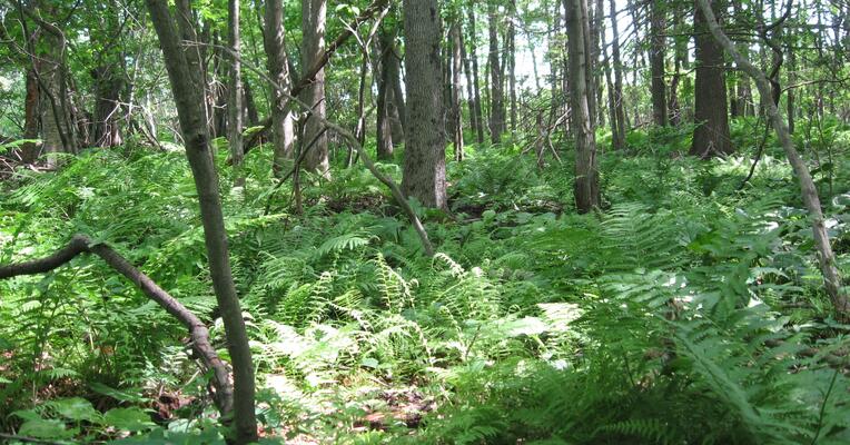 Tick-borne Diseases | Mass.gov