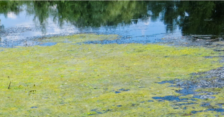 Algae Blooms | Mass.gov