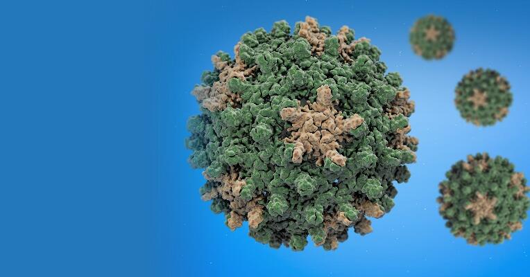 Hepatitis B (HBV) | Mass.gov