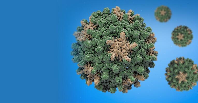 Hepatitis B (HBV) | Mass.gov