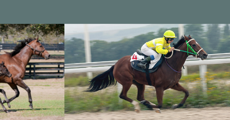 Equine Racehorse Breeding Program | Mass.gov