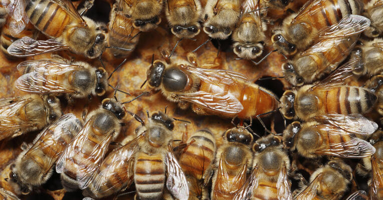 Apiary Program (honey bees) | Mass.gov
