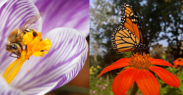 Pollinators and Plants | Mass.gov